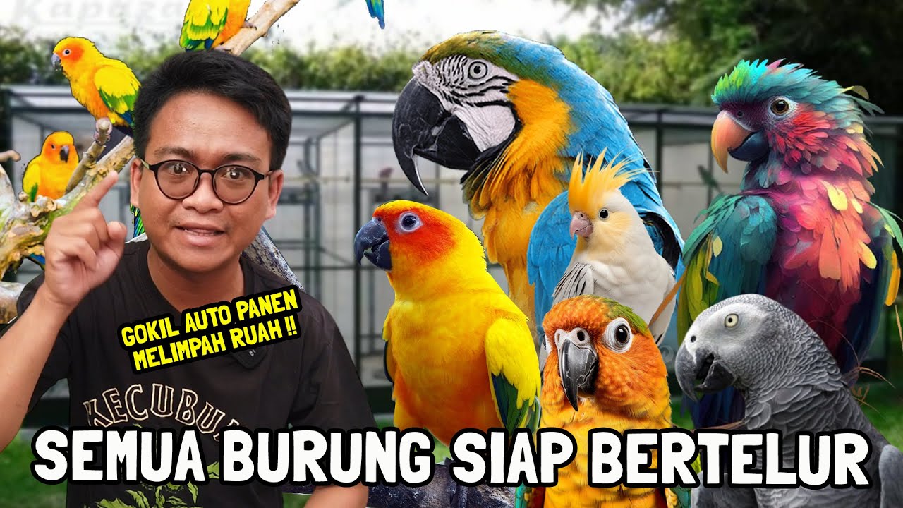 WAKTUNYA BERESIN SEMUA KANDANG TERNAK BURUNG | ASIKK BURUNG BISA NELOR ...