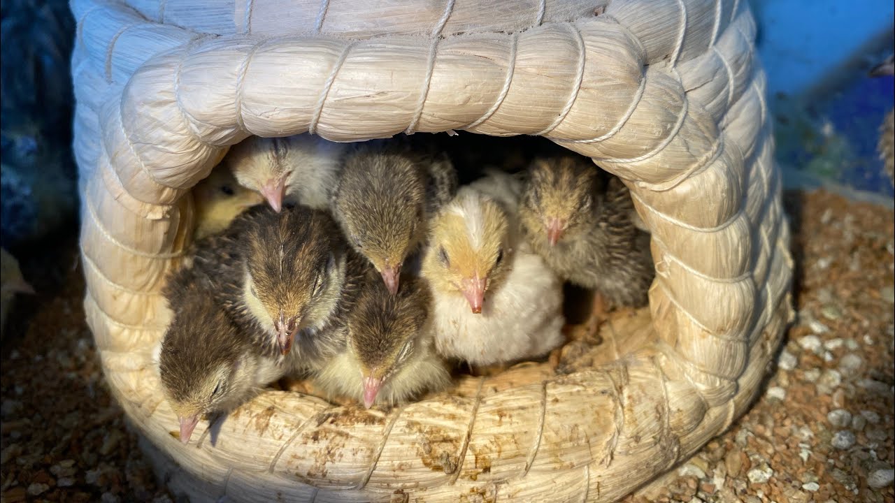 Cutest Button Quail Chasing Camera 🐣 Chinese Painted Quail / King Quail ...