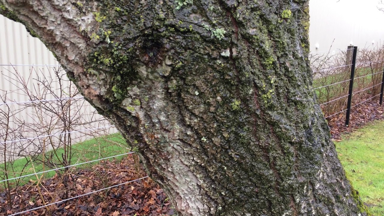 White Poplar (Populus alba) - trunk close up - March 2018 - YouTube