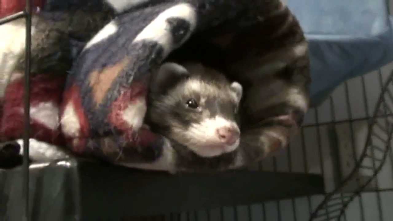 2 ferrets are cool video, a look at the home & playtime - YouTube
