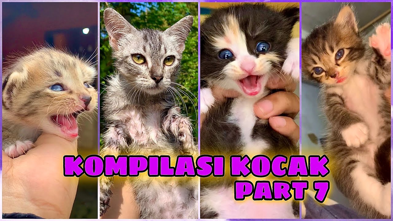 KOMPILASI KUCING LUCU KOCAK NGAKAK PART 7 REPUBLIC OF CAT (RO Cat ...