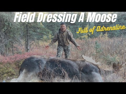 Field Dressing & Quartering A Moose For Transport (Moose Hunt Part 2 ...