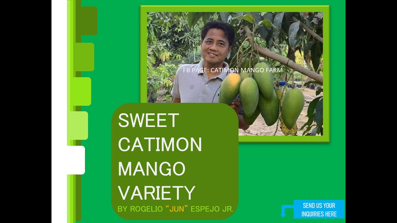 Sweet Catimon Mango varieties by Rogelio "Ka Jun" Espejo - YouTube