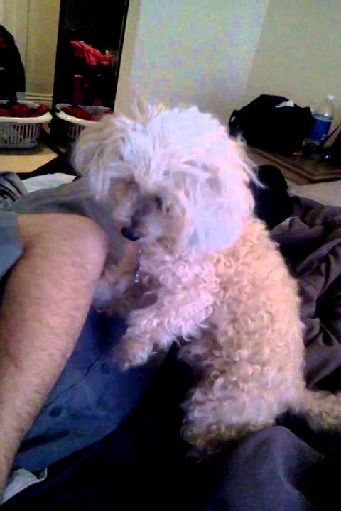 Twerking poodle dog to hoochie mama - YouTube