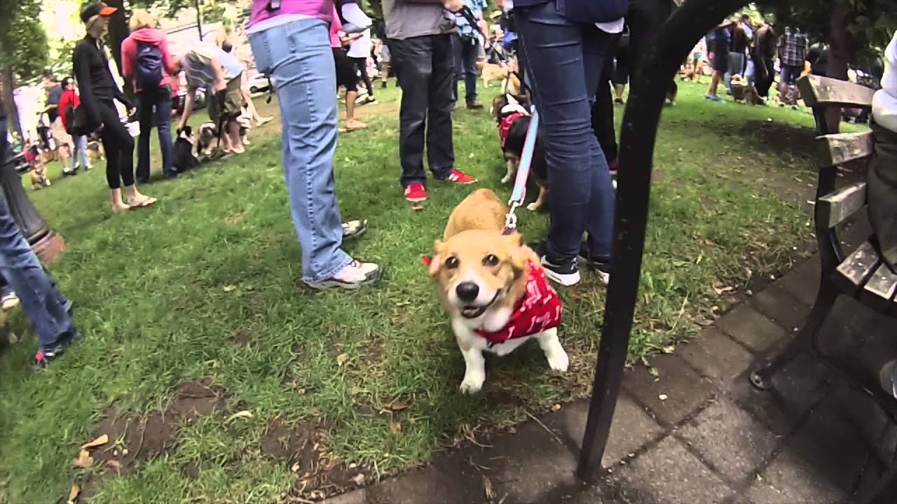 Corgi Walk 2015 - YouTube