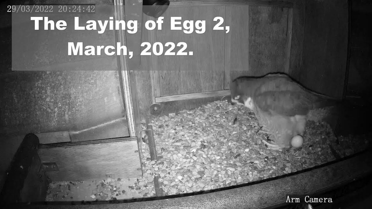 Laying of an Egg - YouTube