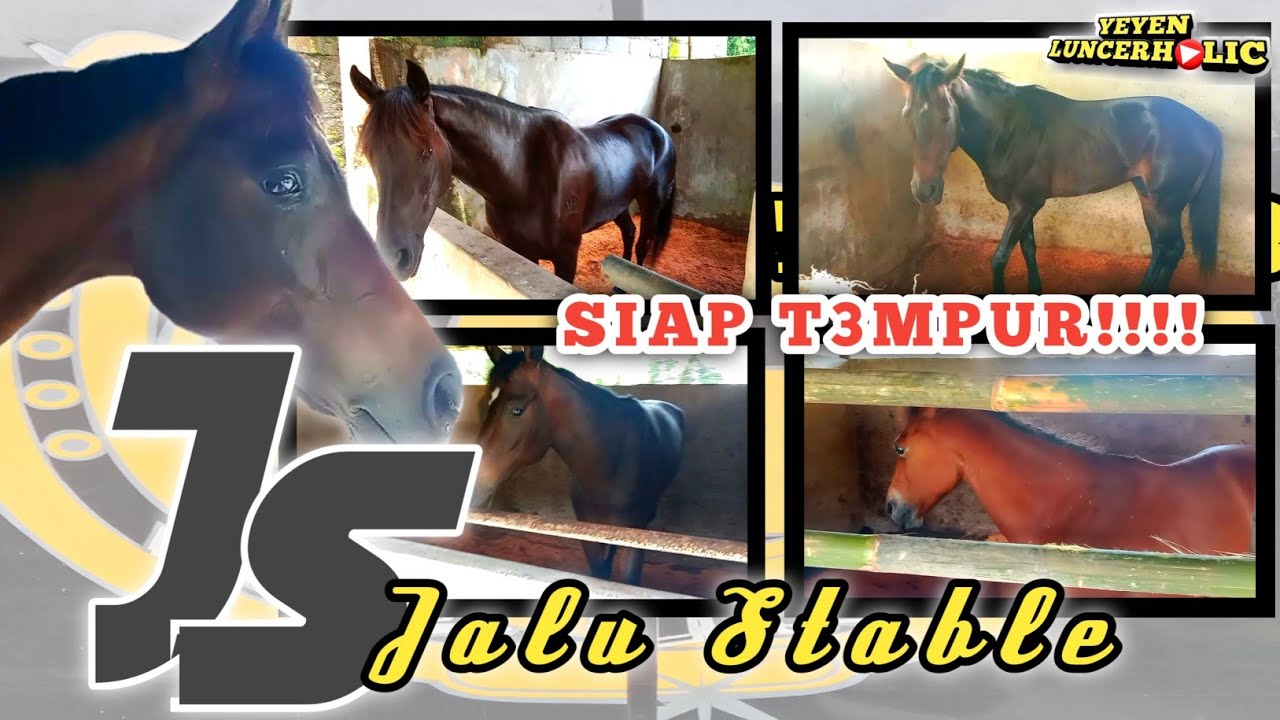 Kuda-kuda JALU STABLE GARUT Yang Akan Berlari Di Event Pacuan Kuda ...