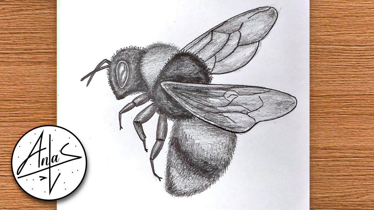 How to Draw a Bee | Realistic Bee Drawing Tutorial - YouTube