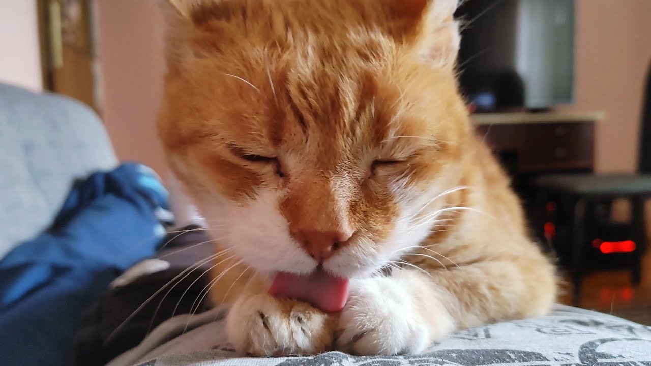 ASMR - How Cat Sounds - YouTube