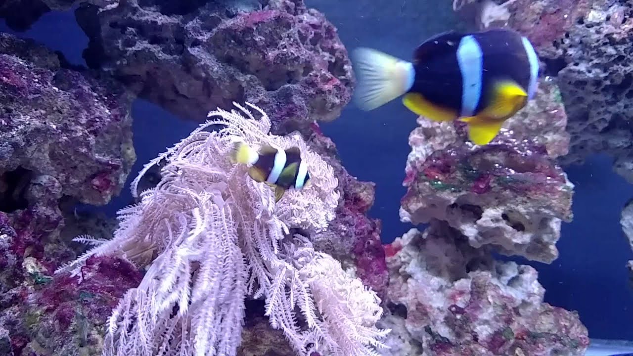 Pearl Eye Clarkii Clownfish hosting in anthelia and xenia - YouTube