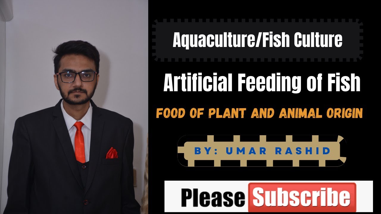 Artificial Feeding of Fish | Umar Rashid - YouTube