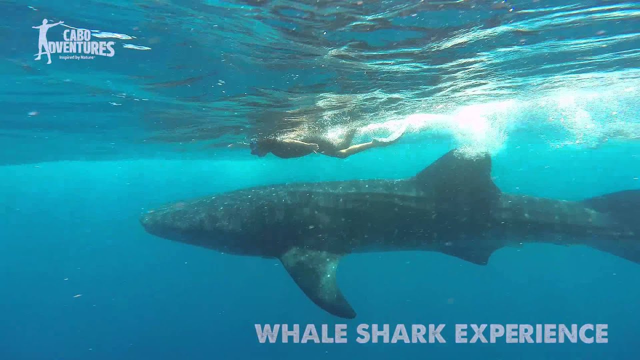 WHALE SHARK ENCOUNTER 2015 - YouTube