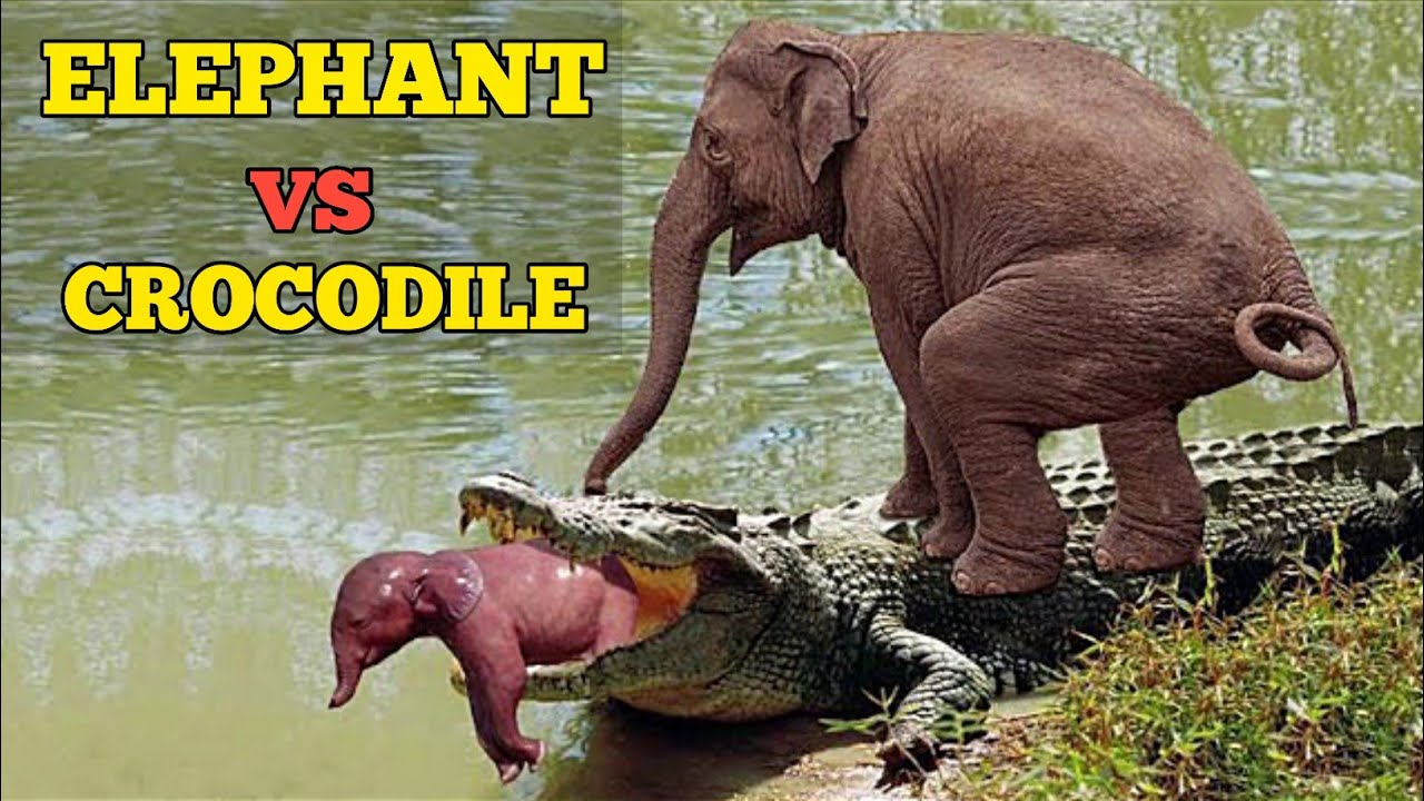 CROCODILE ATTACK - YouTube