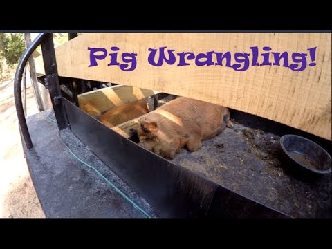 Pig Wrangling! Getting our new pigs into their home. - YouTube