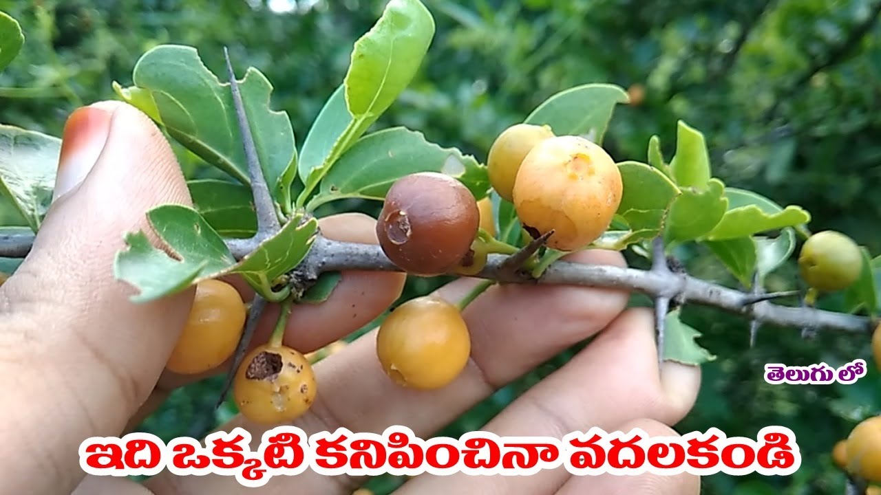 ఇది ఒక్కటి కనిపించినా వదలకండి ! || Amazing ! Uses of Balusu Pandlu ...