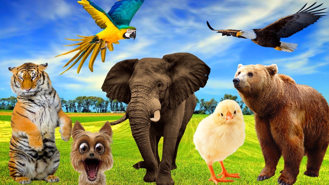 New animal sounds in nature - cow, horse, cat, tiger, elephant, pig ...