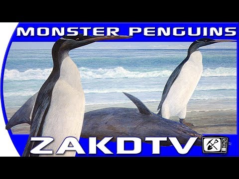 GIANT PENGUIN known as the monster bird found in New Zealand. Giant penguin fossil