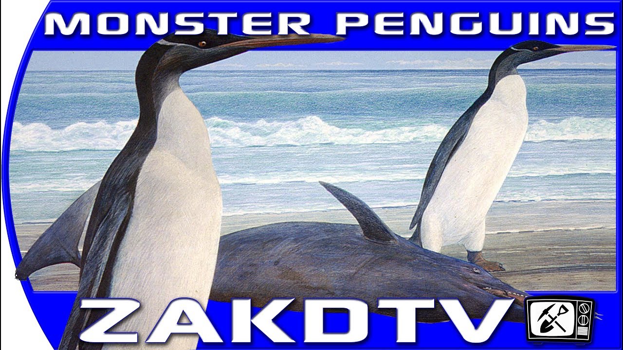 GIANT PENGUIN known as the monster bird found in New Zealand. Giant ...