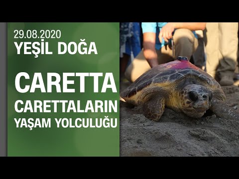 Antalya plajlarında caretta carettaların yaşam yolculuğu - Yeşil Doğa 29.08.2020