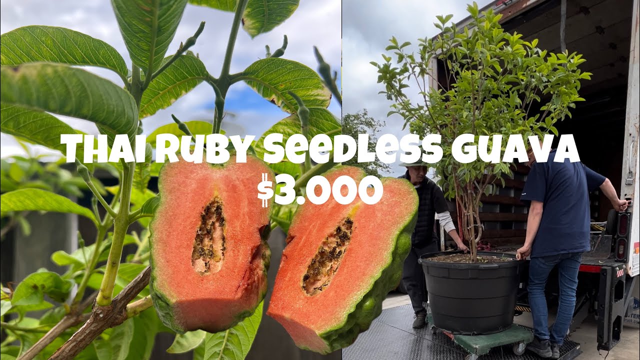 Chi gần $3000 mua cây ổi Thái Ruby Seedless Guava này có đáng không ...