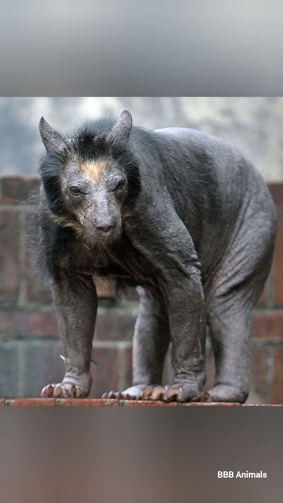 THIS IS WHAT A SHAVED BEAR LOOKS LIKE #shorts #bear - YouTube