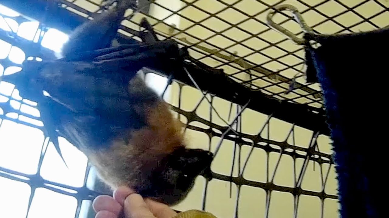 Bat rescue daily life: catching the bats for a vet visit - YouTube