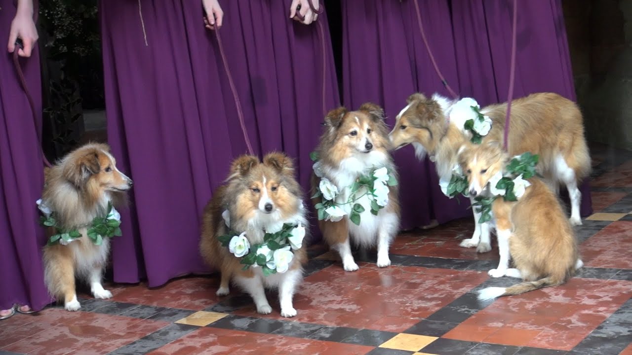 Joe & Lucy COOMBE ABBEY Wedding Blessing Day Highlights - YouTube