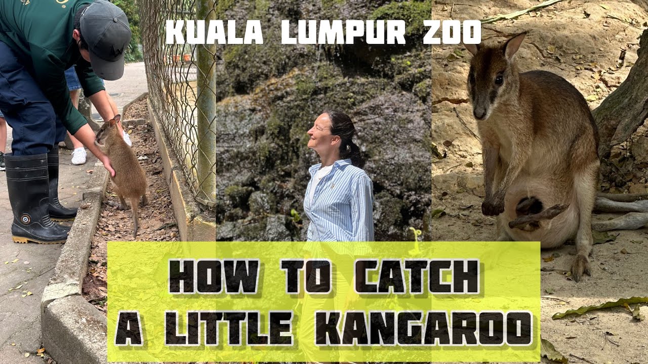 How to catch a little kangaroo/ Kuala Lumpur Zoo - YouTube