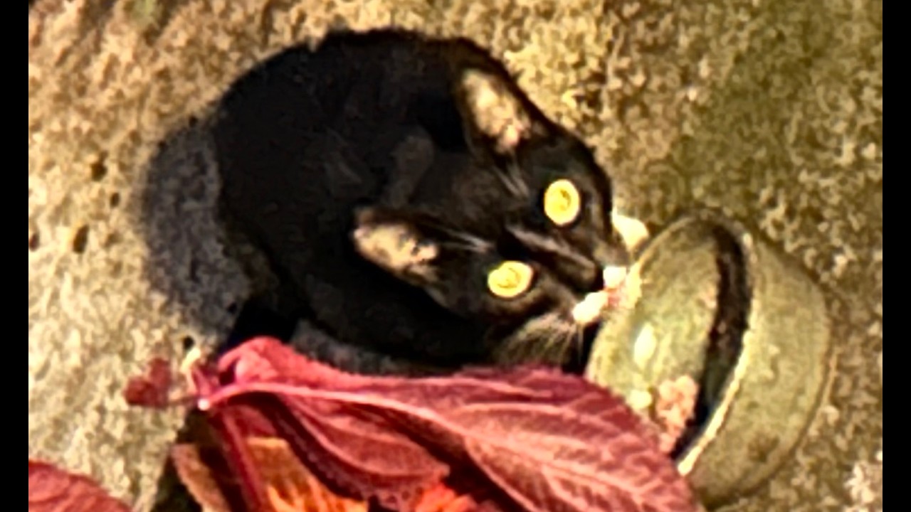 will-chi-move-into-our-garden-helping-cute-feral-cat-youtube