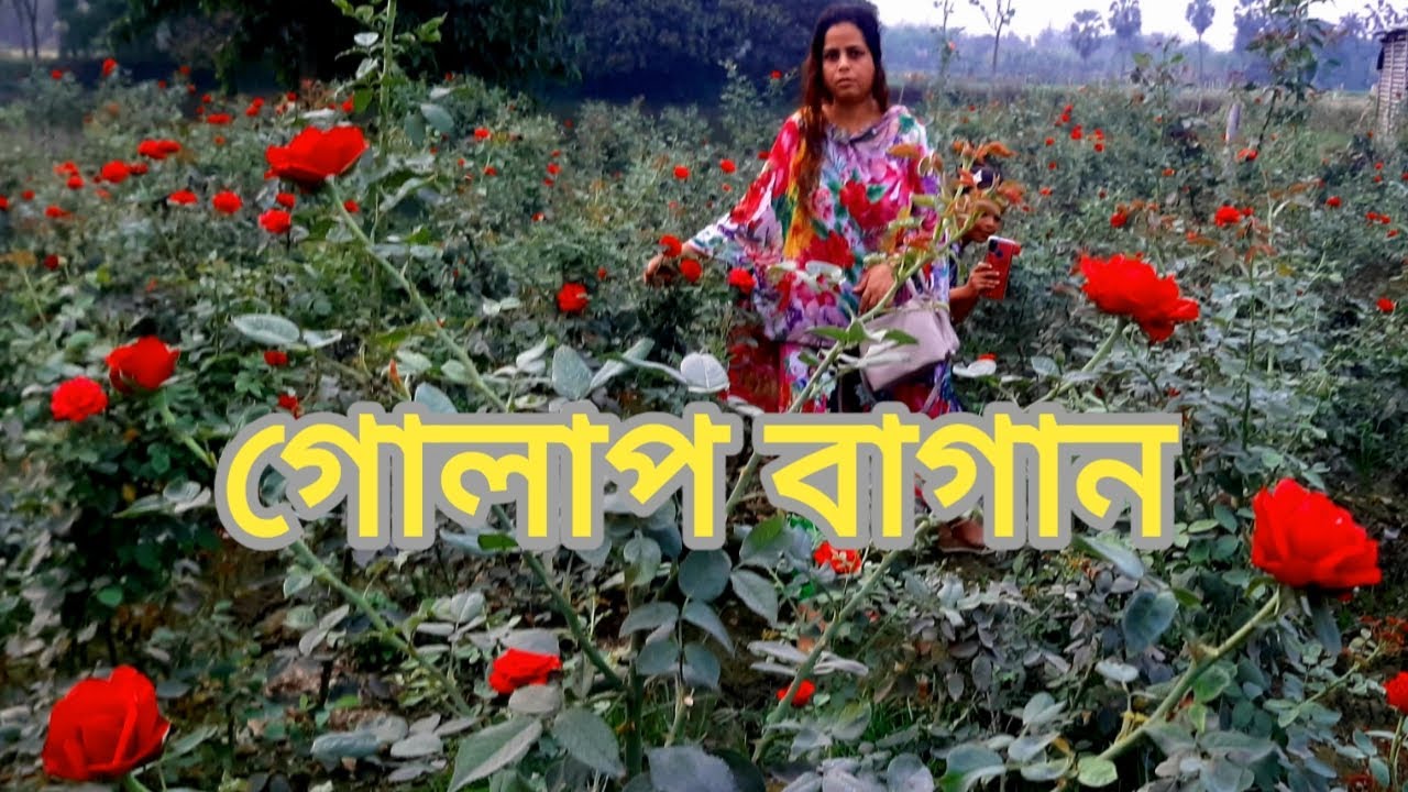 রাজশাহীর গোলাপ বাগান || golap Gram saver | Golap Bagan Rajshahi | Rose ...