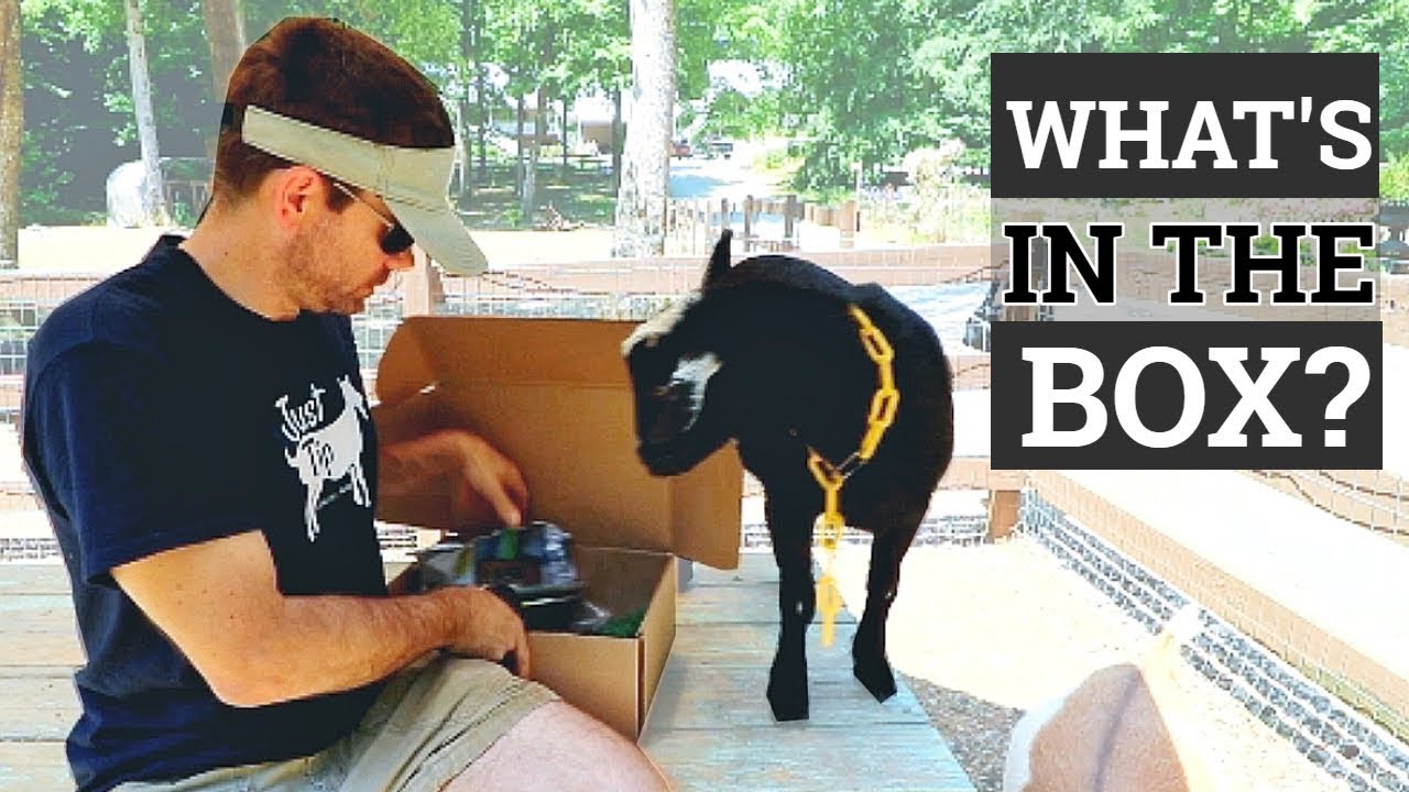 UNBOXING With GOATS (CRAZY Goat) -The Homestead Box - YouTube