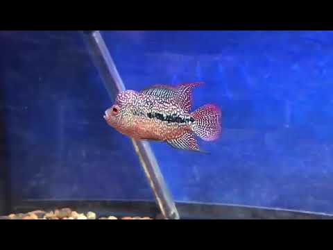 Vip king kamfa - YouTube