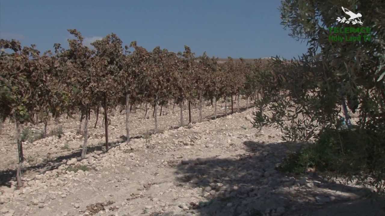 IL SANTUARIO DI DEIR RAFAT E LA VALLE DI SOREQ - YouTube