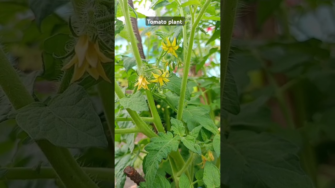 Tomato plant #tamatar #gardening #gardeningtips #photography # ...