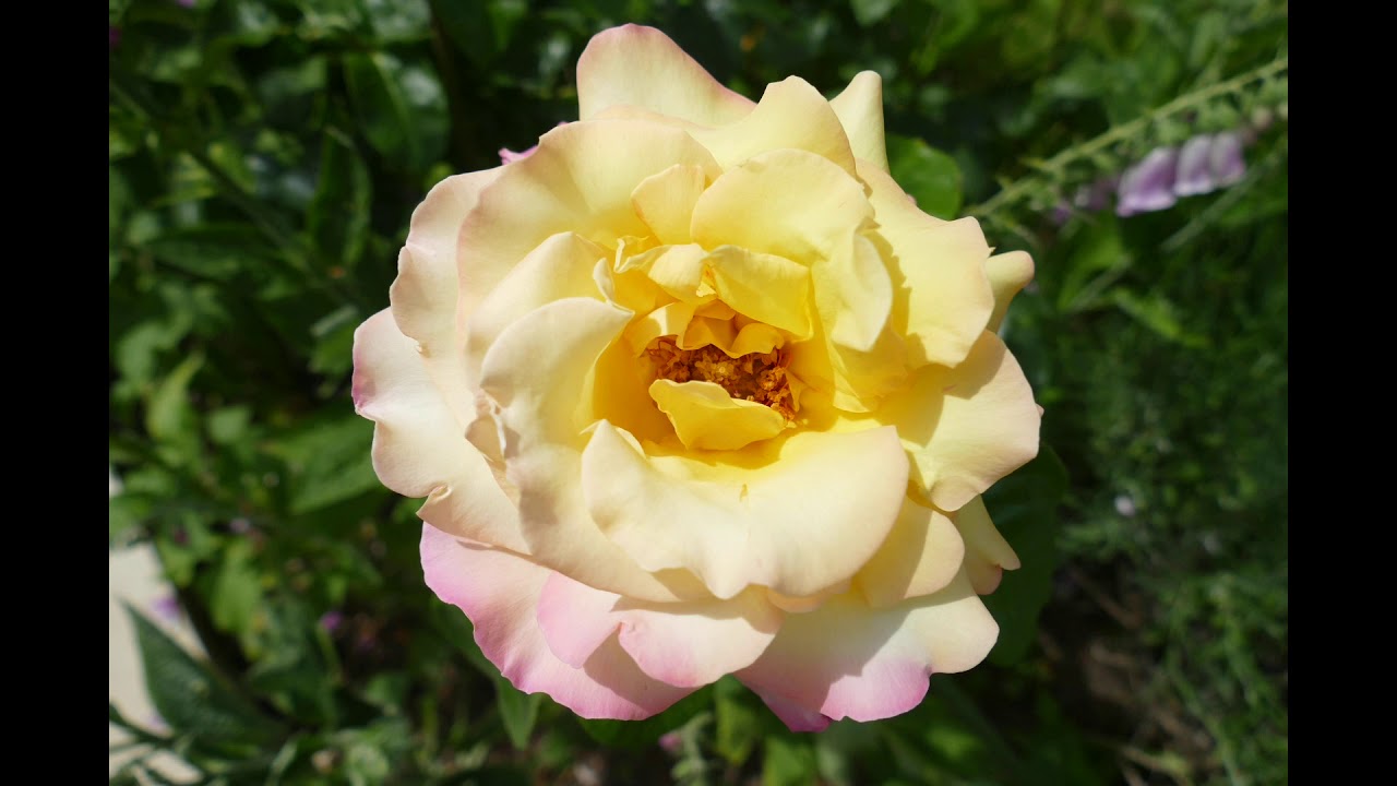 English Tea Rose Unfolding in Time Lapse - YouTube