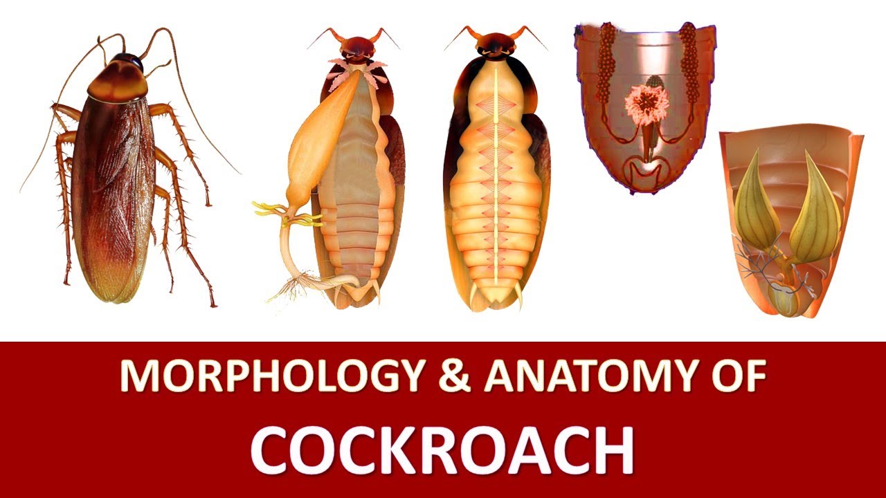 Structural organisation in animals - Part 4 - Cockroach- Morphology ...