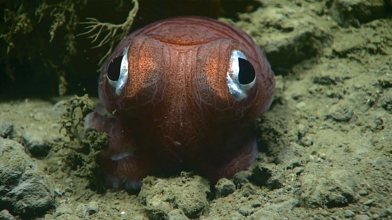 EX1903L2 Dive 18 Baltimore Canyon Jul 10 2019 - YouTube