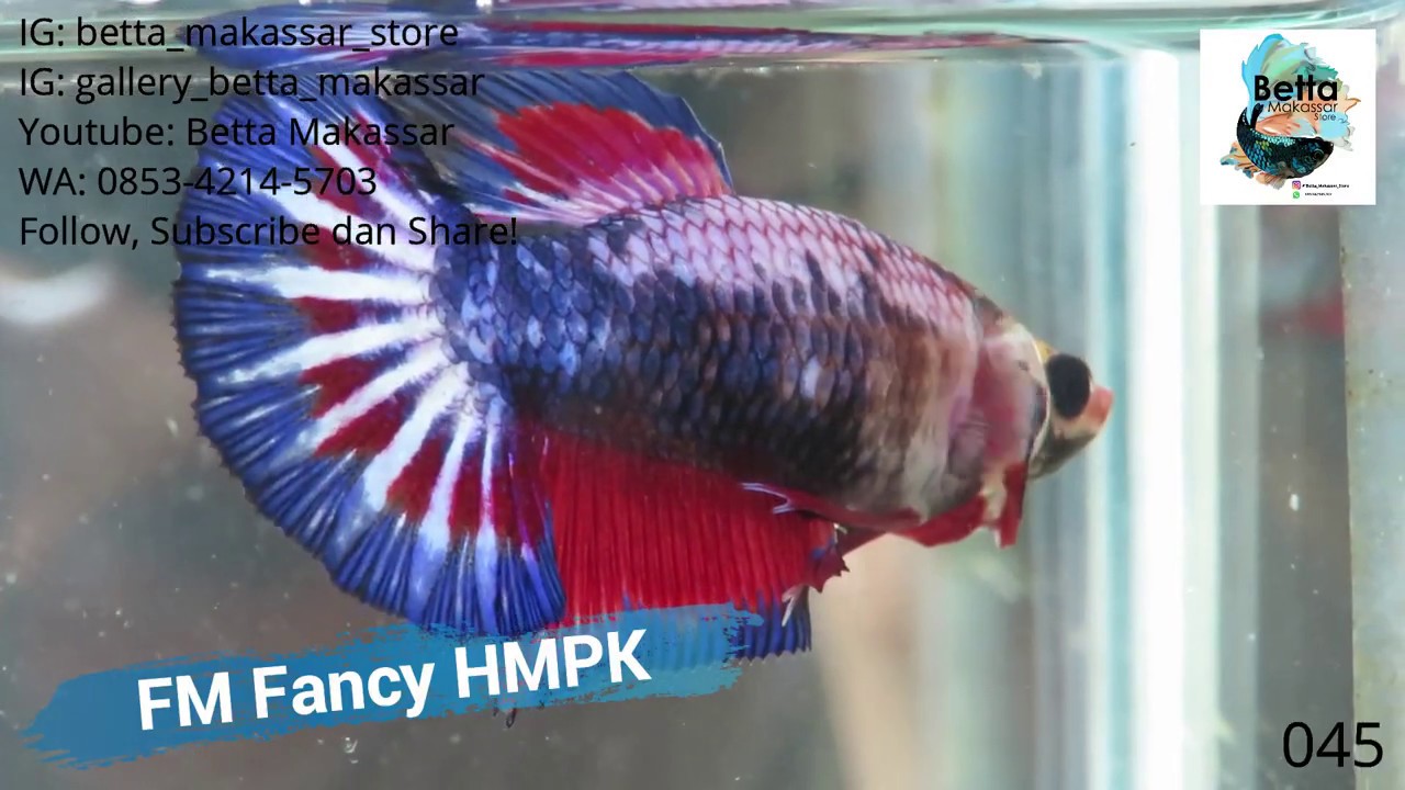 Betta FM Fancy HMPK (Kode 045) - YouTube