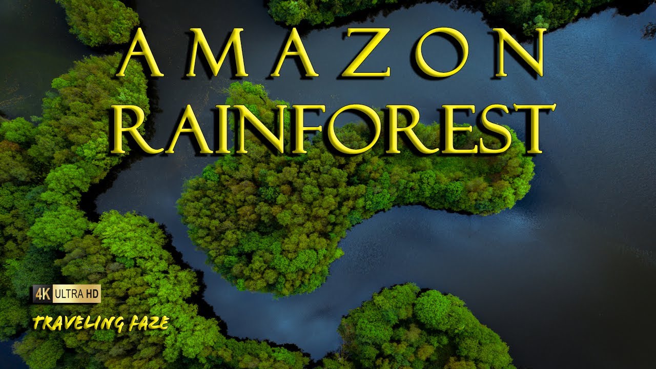 The TRUTH About Amazon Rainforest & How It CHANGES YOUR LIFE Every Day ...