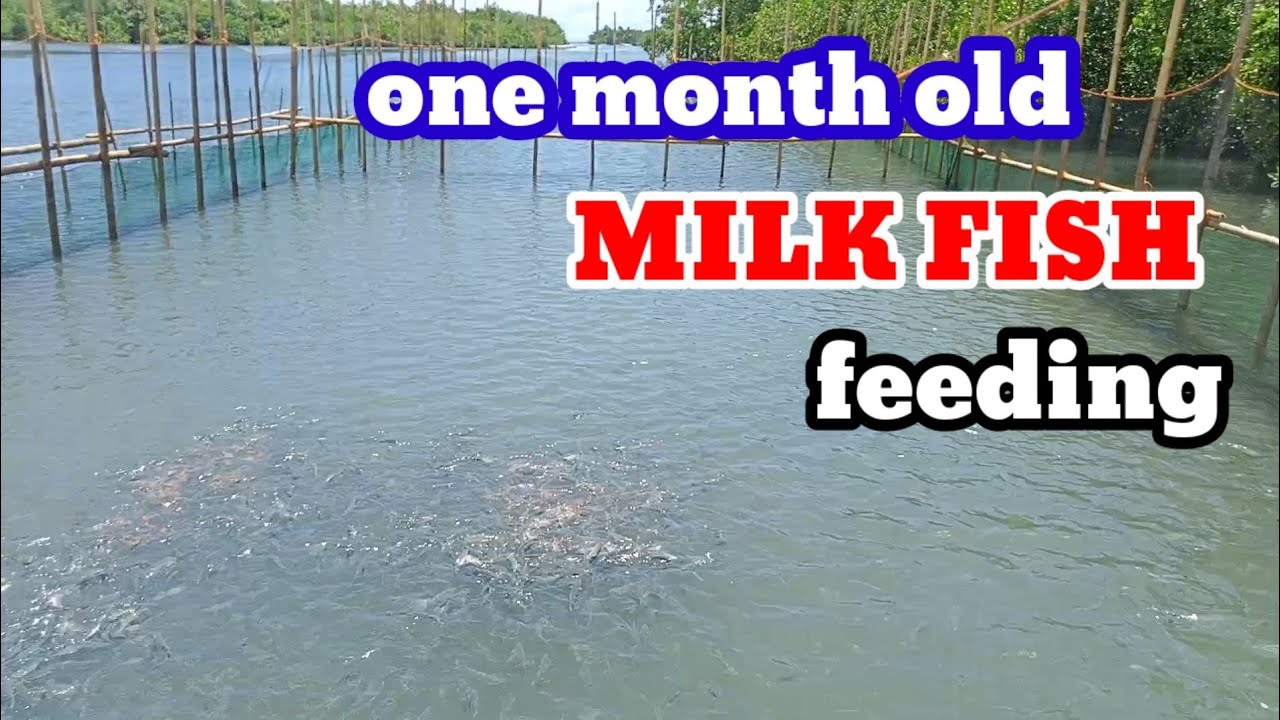 one month old milkfish feeding..sobrang takaw na ng feeds. - YouTube