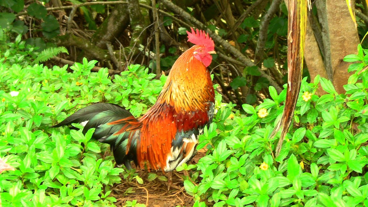 Morning Rooster Chase in Kauai, Hawaii - YouTube