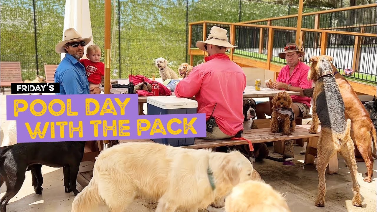 Lunch in the pool, Wolfie goes for a dip, birthday swim for Millie ...