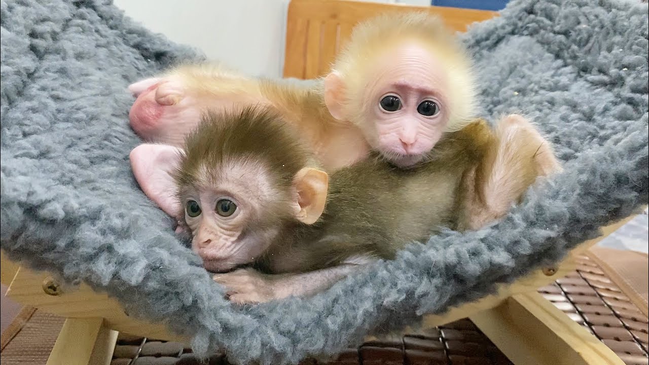 Lovely moments of Pika monkeys and other animals. P16 - YouTube