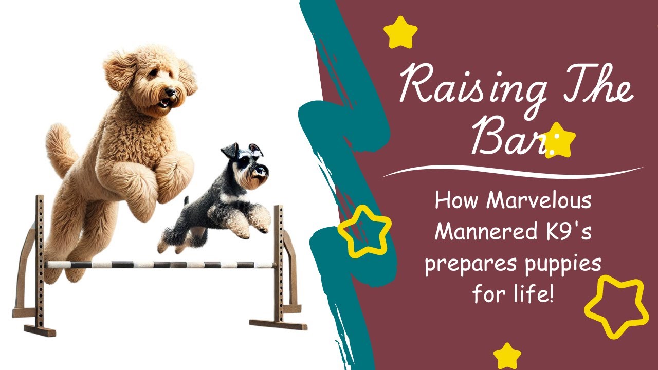 Raising the Bar: How MMK9 Prepares Puppies for Life - YouTube