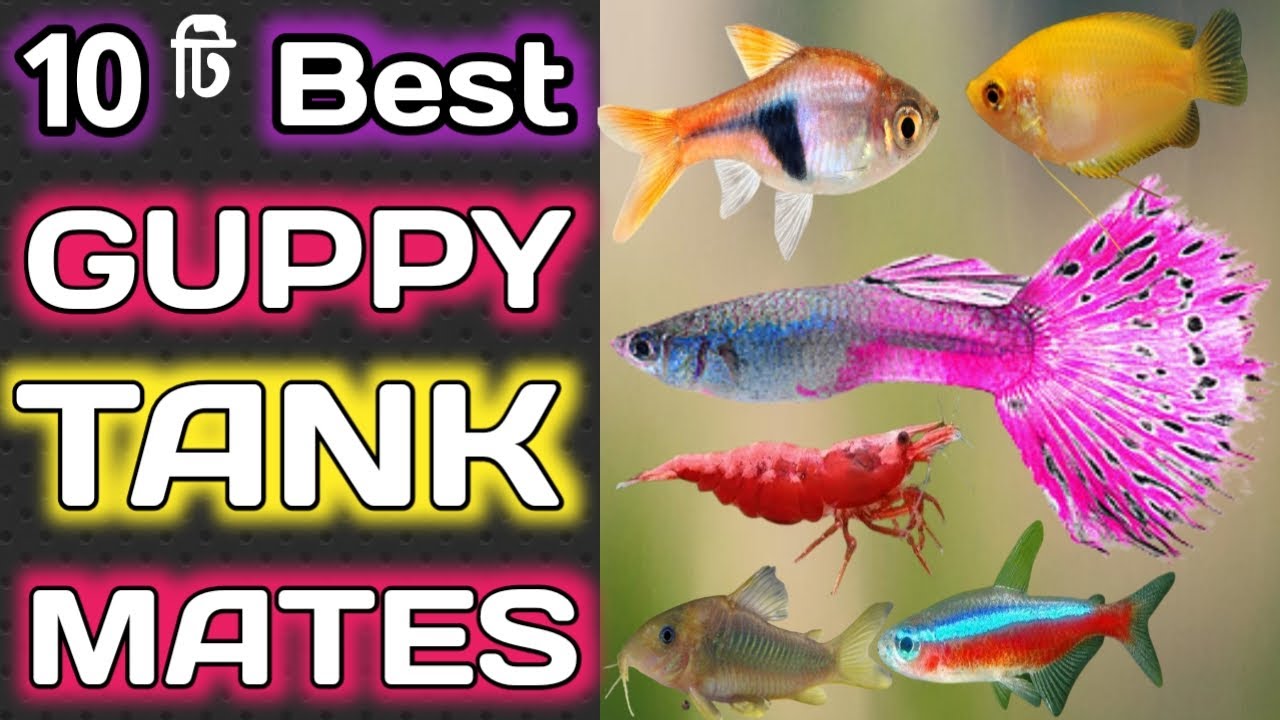 Top 10 Best Guppy Tank Mates || Guppy Tank Mates List || Expert ...