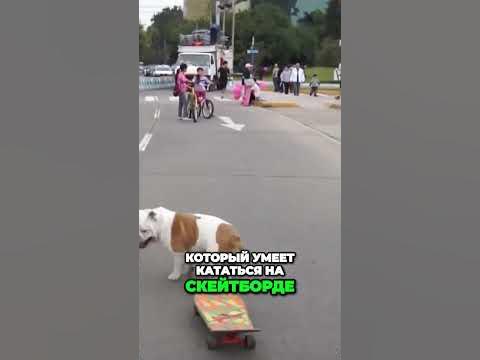 Книга рекордів Гіннеса - YouTube