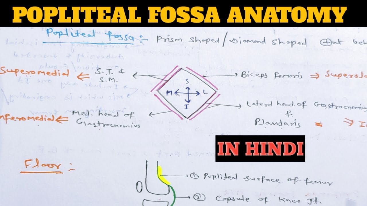 Popliteal Fossa | Boundaries, Floor ,roof and Contents - Popliteal ...