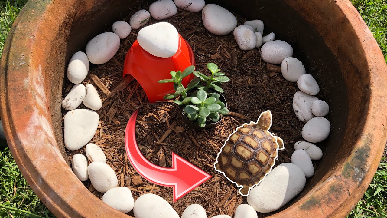 DIY FLOWER POT Tortoise Enclosure!! - YouTube