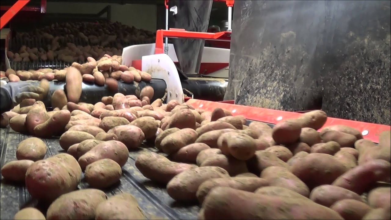 DOWNS potato processing line and potato packhouse - YouTube