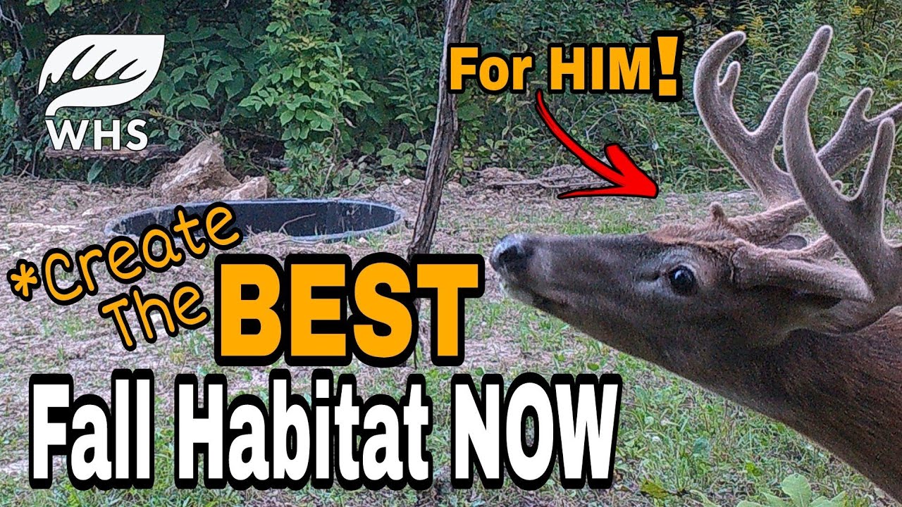 Correct Too Many Summer Bucks NOW - YouTube